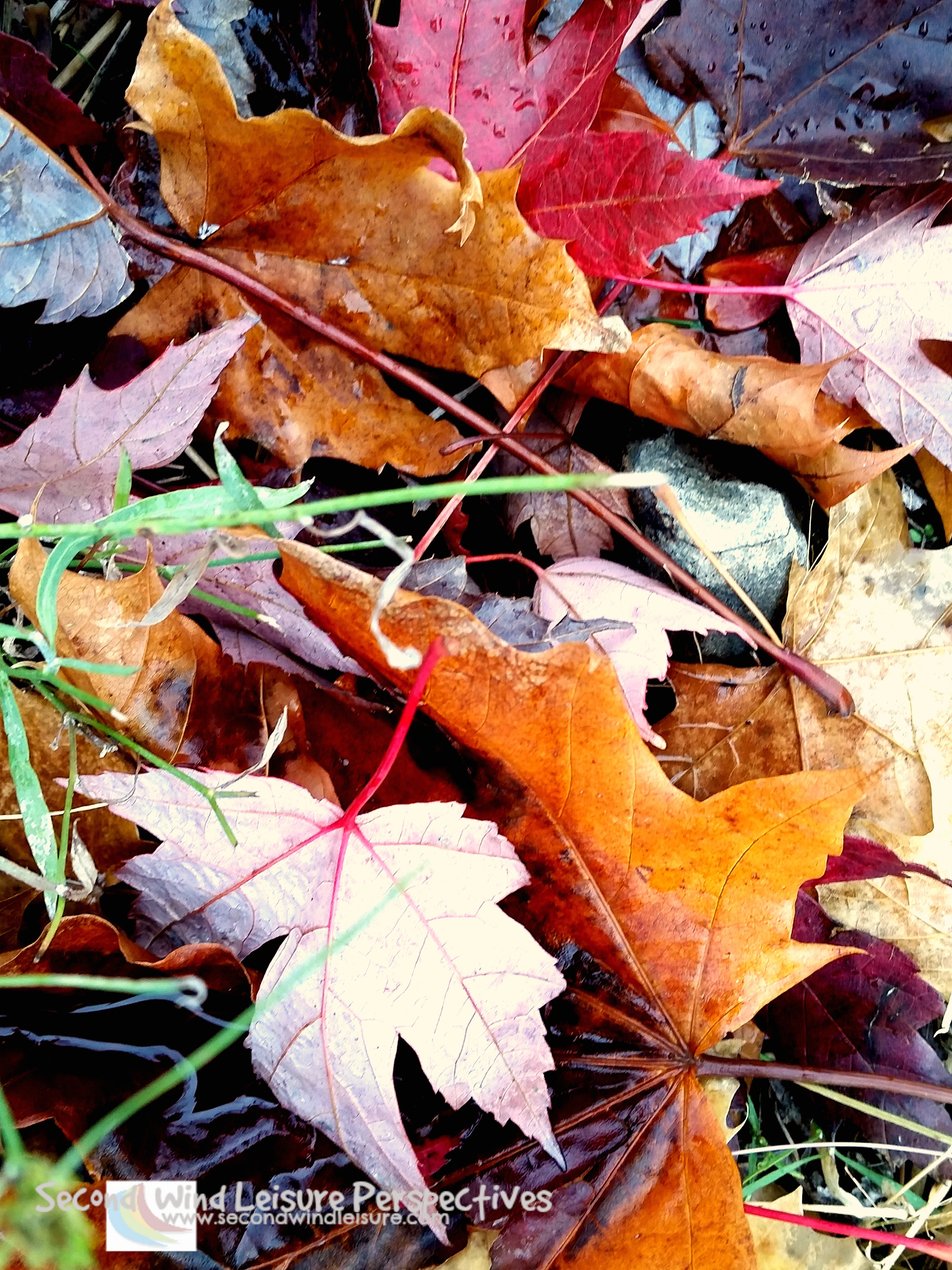 Sunday Stills: #Leaves have Fallen from the #Trees – Second Wind ...