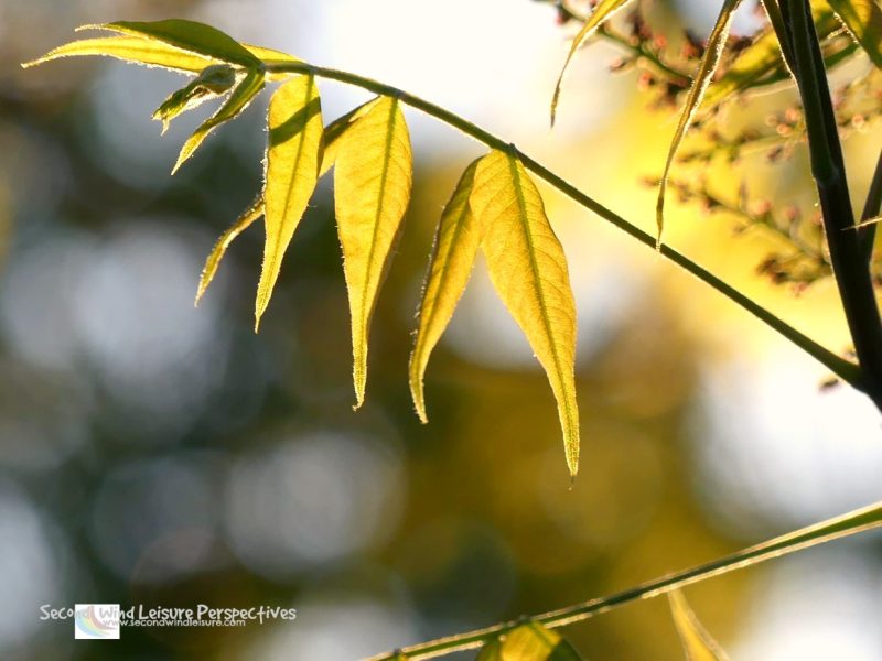 How To Effectively Use Out-of-Focus Images – Second Wind Leisure ...