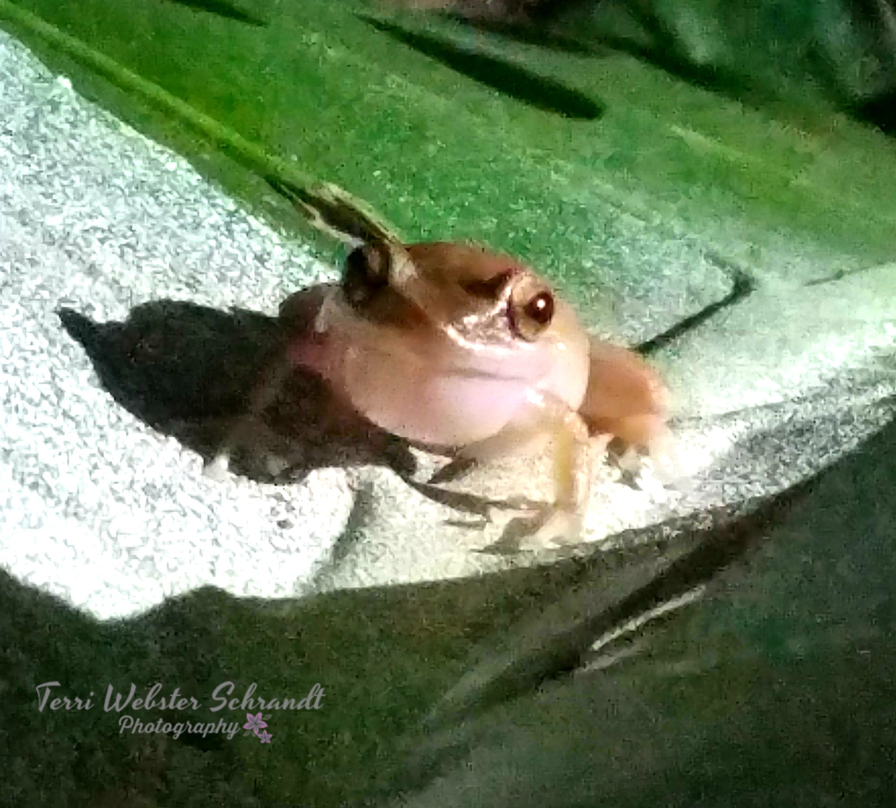 #WordlessWednesday: 20 Froggies Went to AI School – Second Wind Leisure ...