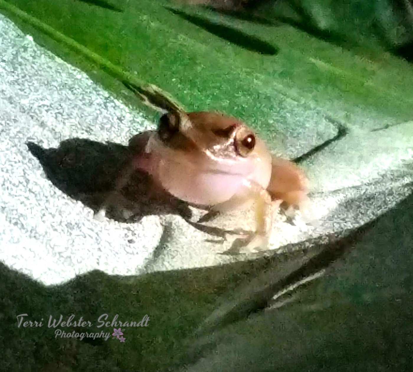 #WordlessWednesday: 20 Froggies Went to AI School – Second Wind Leisure ...