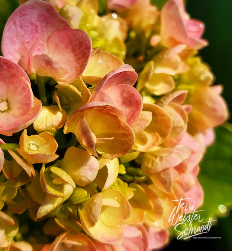 The Flower Hour #7: The Seasons of a #Hydrangea – Second Wind Leisure ...