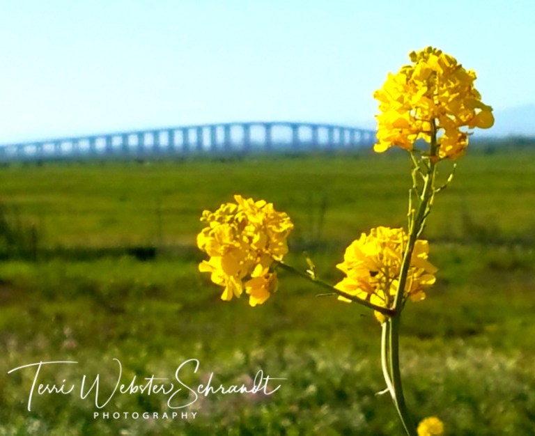 The Flower Hour #36: Photo Composition in Bloom – Second Wind Leisure ...