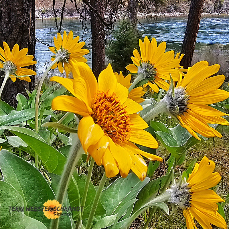 Sunday Stills: Your Daily Dose of Sunrise and Sunset – Second Wind ...