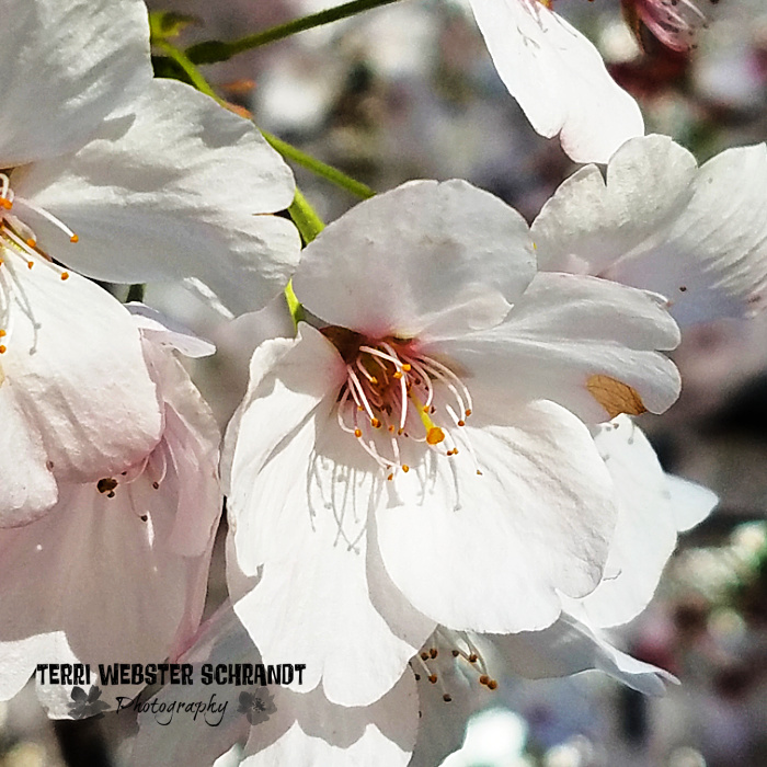 The Flower Hour #19: Almond Tree Blossoms – Second Wind Leisure ...
