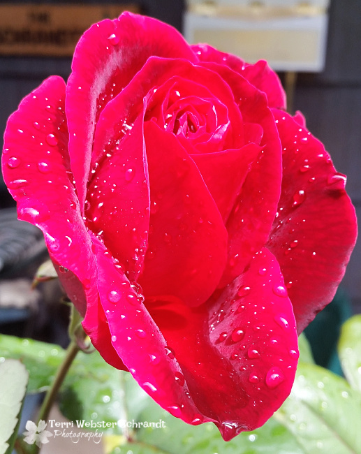 The Flower Hour #34: Roses in Memoriam – Second Wind Leisure Perspectives
