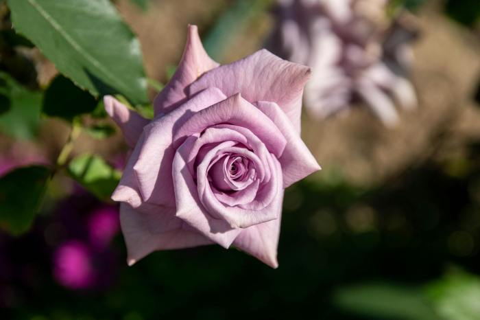The Flower Hour #34: Roses in Memoriam – Second Wind Leisure Perspectives